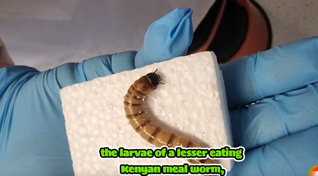 Kenya Scientists Discover New Weapon In Fight Against Pollution ...