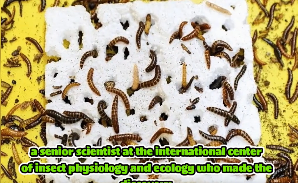 Kenya Scientists Discover New Weapon In Fight Against Pollution ...