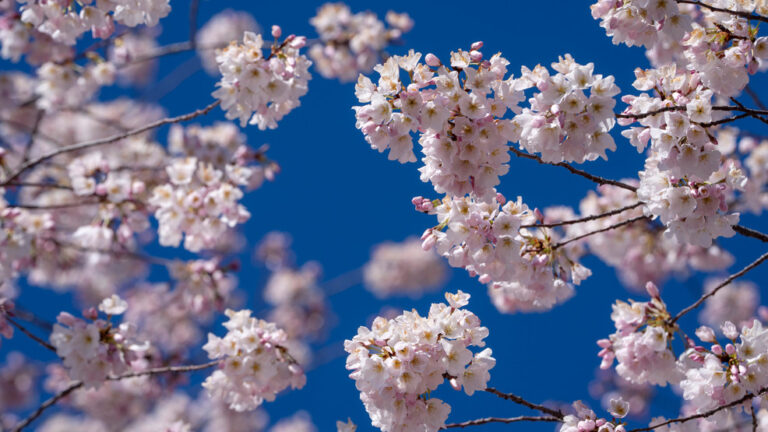 First Day of Spring 2025: Vernal Equinox Date & Meaning - Black Star News