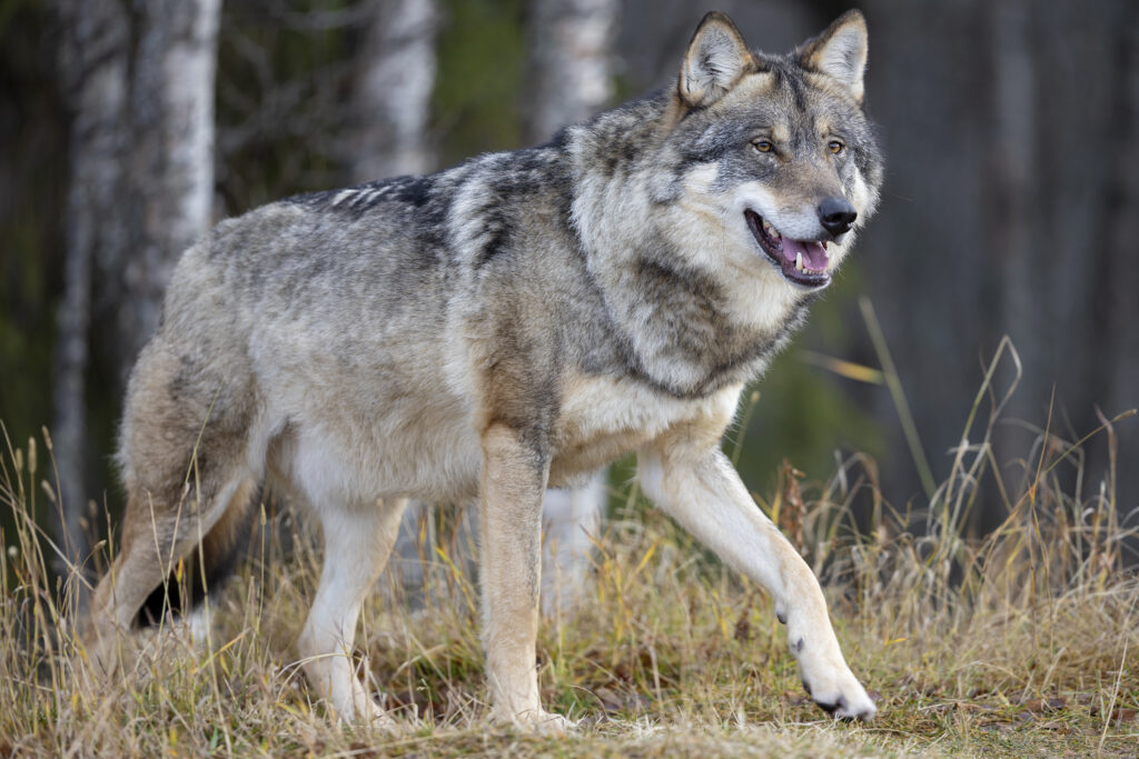 Gray Wolf Conservation California: Return & Impact - Black Star News