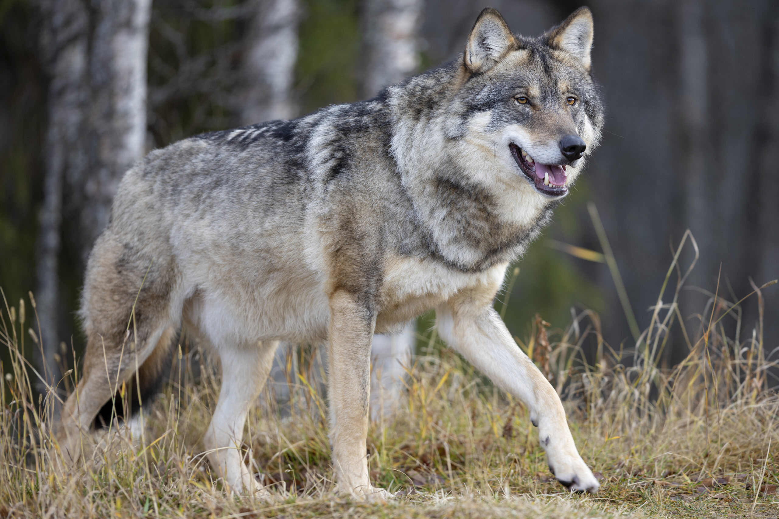 Gray Wolf Conservation California: Return & Impact - Black Star News